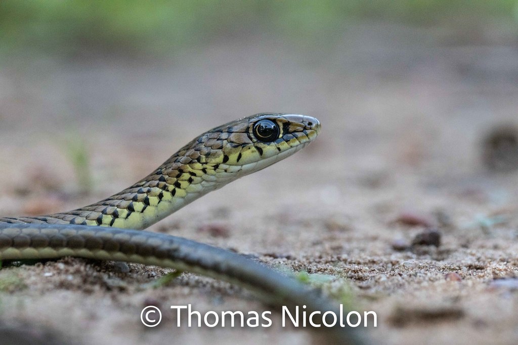 Lined Olympic Snake from Kindia, Guinée on July 31, 2019 at 01:18 PM by ...