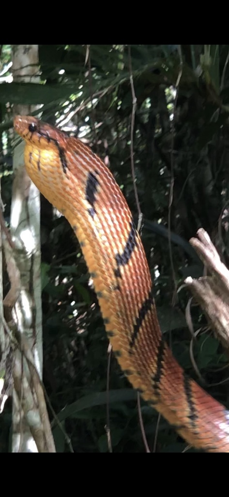 Amazon Puffing Snake from Itacaré, BA, BR on April 29, 2021 at 02:59 PM ...