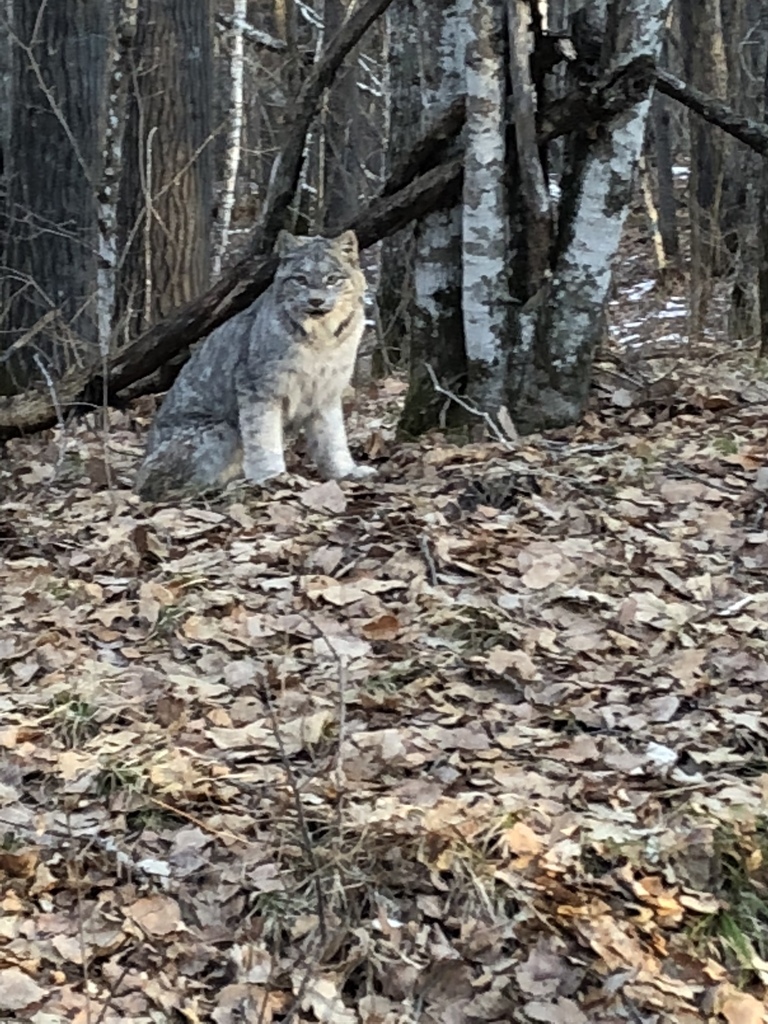 Canada Lynx in December 2017 by tpalcich · iNaturalist