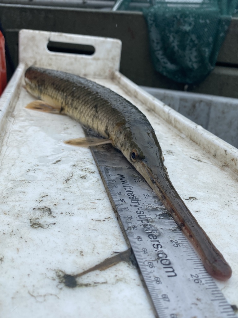 Longnose Gar from Lake Erie, Newport, MI, US on April 29, 2021 at 02:04 ...