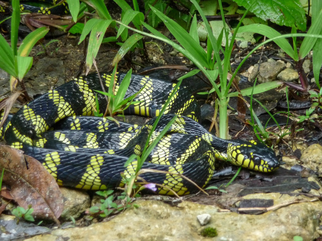 Boiga dendrophila latifasciata from San Luis, Agusan del Sur ...