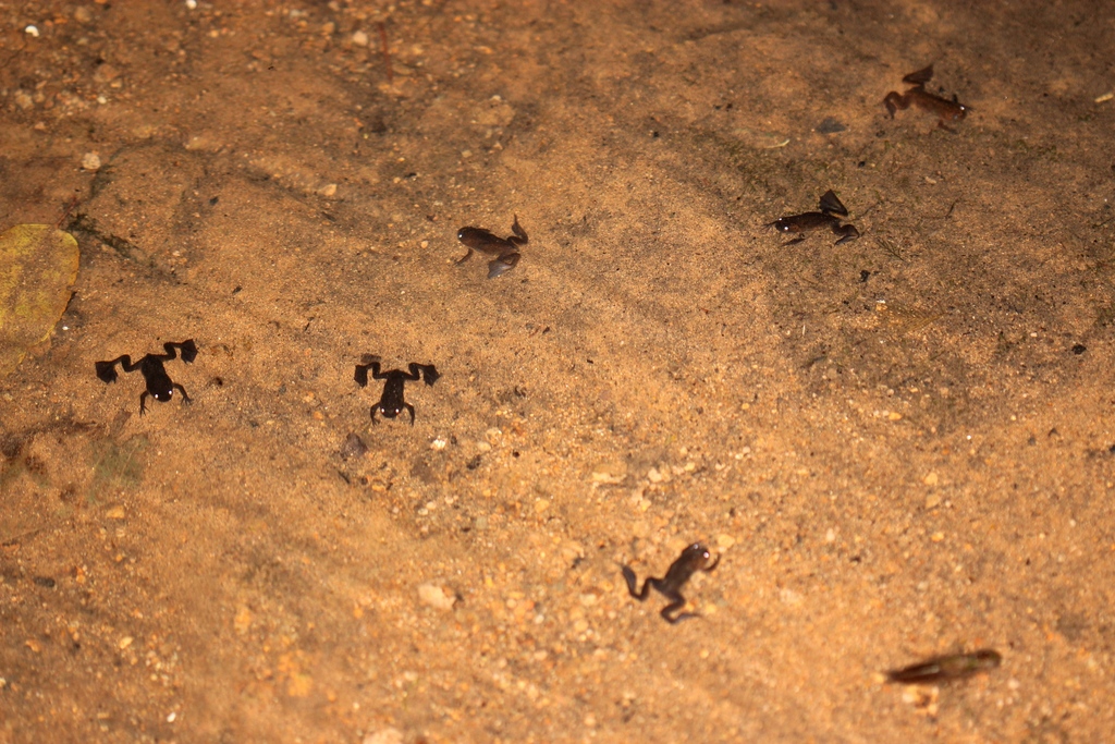 Lake Oku Clawed Frog in October 2017 by Benjamin Tapley · iNaturalist