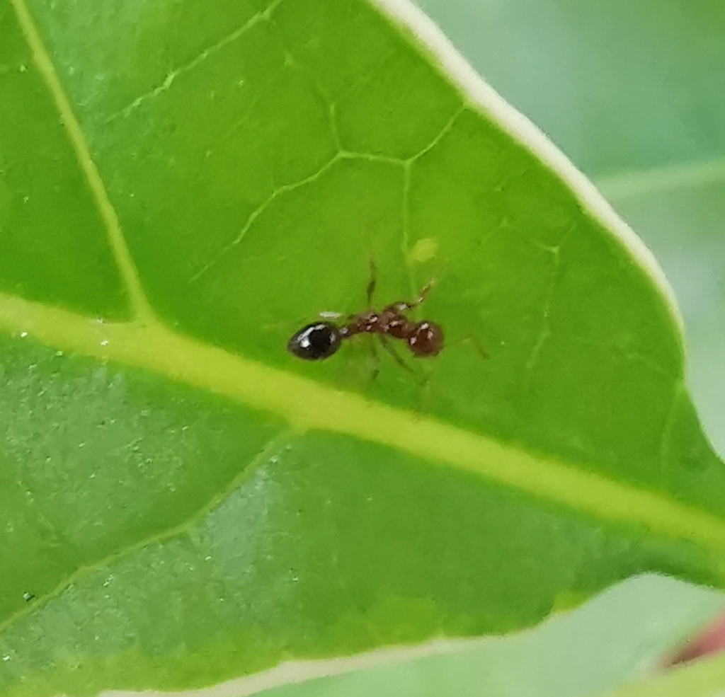 Myrmicine Ants from 香港逸東邨 on April 30, 2021 at 08:14 AM by TungTeen ...