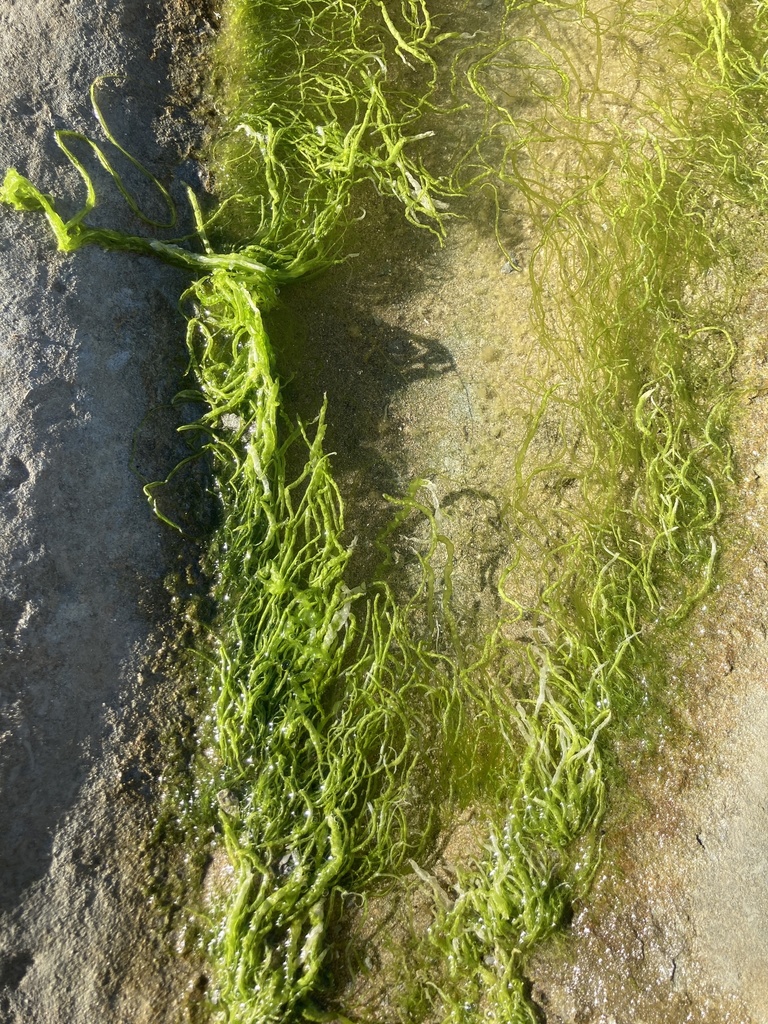 green algae from Hawke Bay, NZ on April 30, 2021 at 01:37 PM by Sarah ...