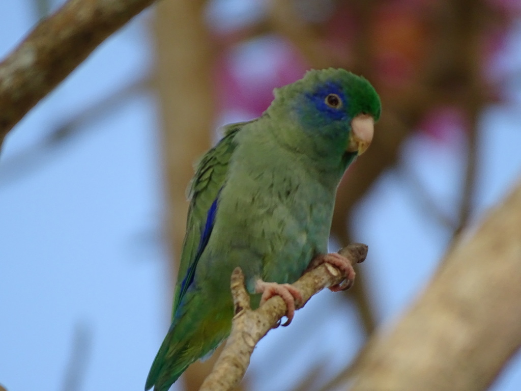 Perico de anteojos desde San Marcos, Sucre, Colombia el 13 de marzo de ...