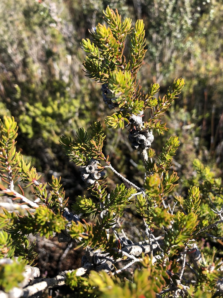 swamp honey-myrtle from Tasmania, Ranelagh, TAS, AU on April 30, 2021 ...