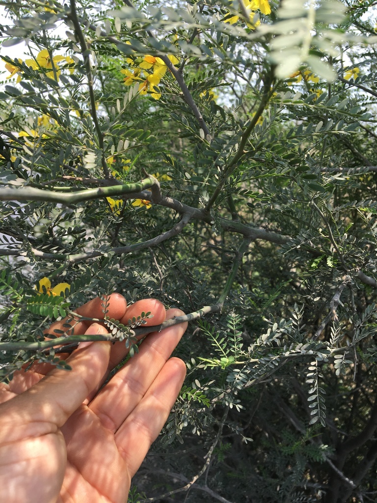 Rattlebush from Libramiento Norte de Monterrey, Guadalupe, NL, MX on ...
