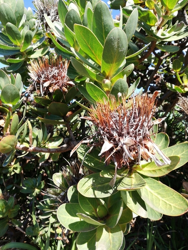 Hybrid Protea roupelliae hamiltonii × roupelliae · iNaturalist