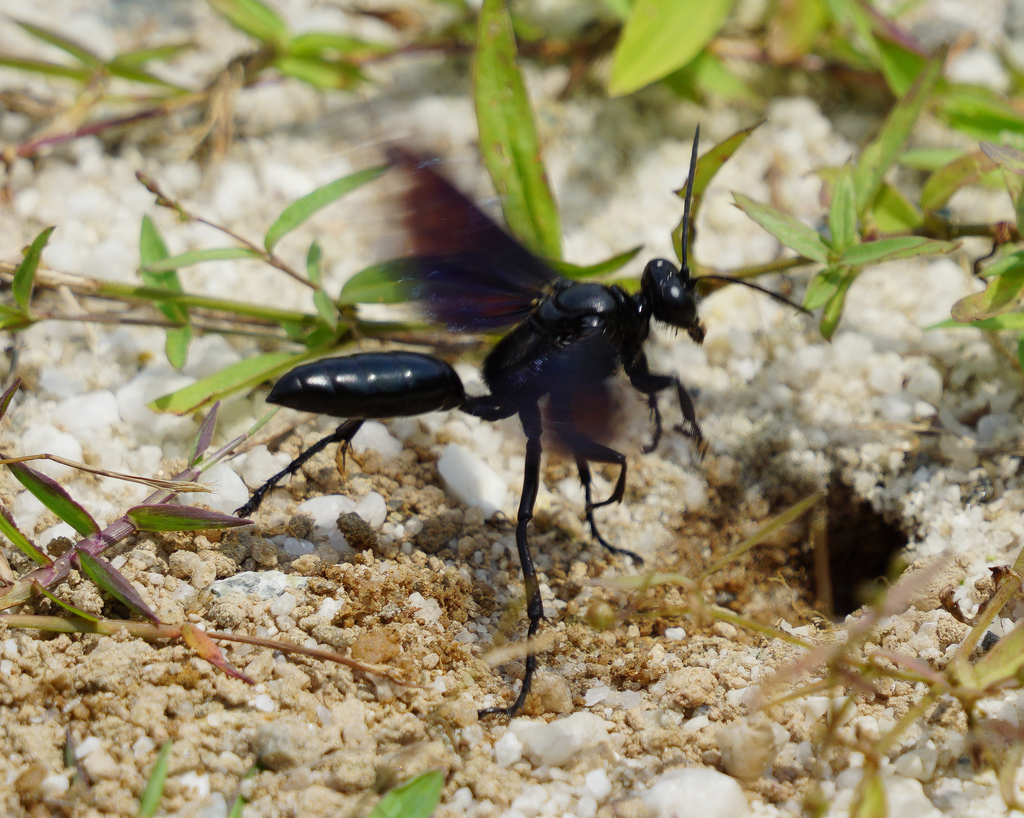 Sphex madasummae from North Eastern Islands, Singapore on April 30 ...