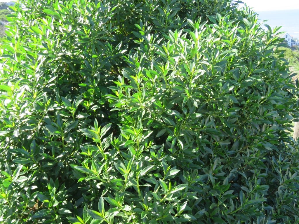 Australian Ngaio from Dana Bay on April 30, 2021 at 11:25 AM by Janine ...