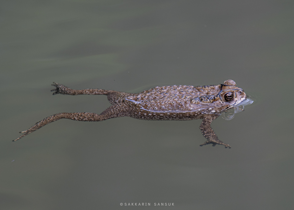 Asian Common Toad from 254 Phayathai Rd, Khwaeng Pathum Wan, Khet ...