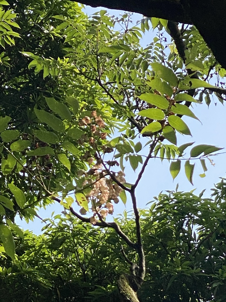 Bretschneidera sinensis in April 2021 by Yuching Hua · iNaturalist