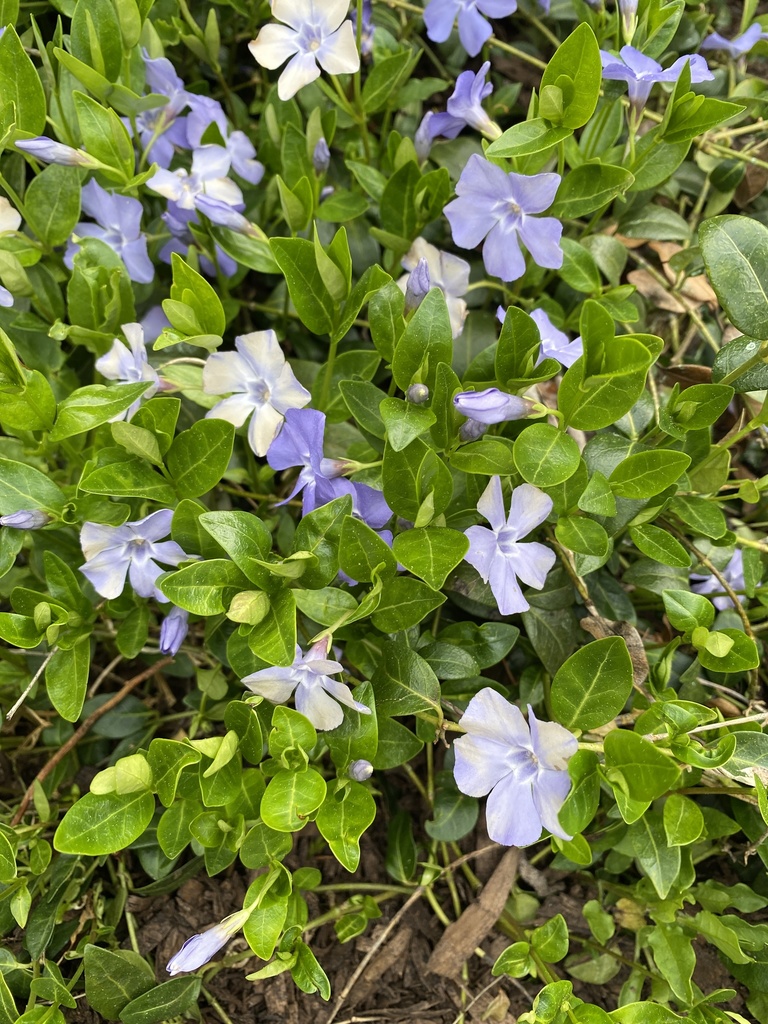 lesser periwinkle from North St, Ridgefield, CT, US on April 28, 2021 ...