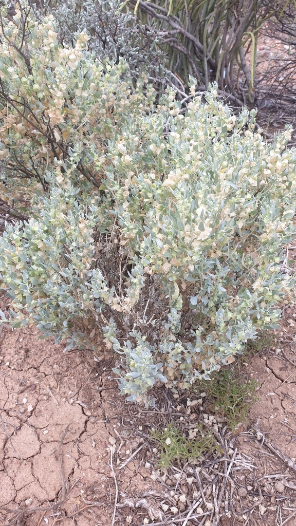 Spongefruit Saltbush from De Rust, 6650, South Africa on April 30, 2021 ...
