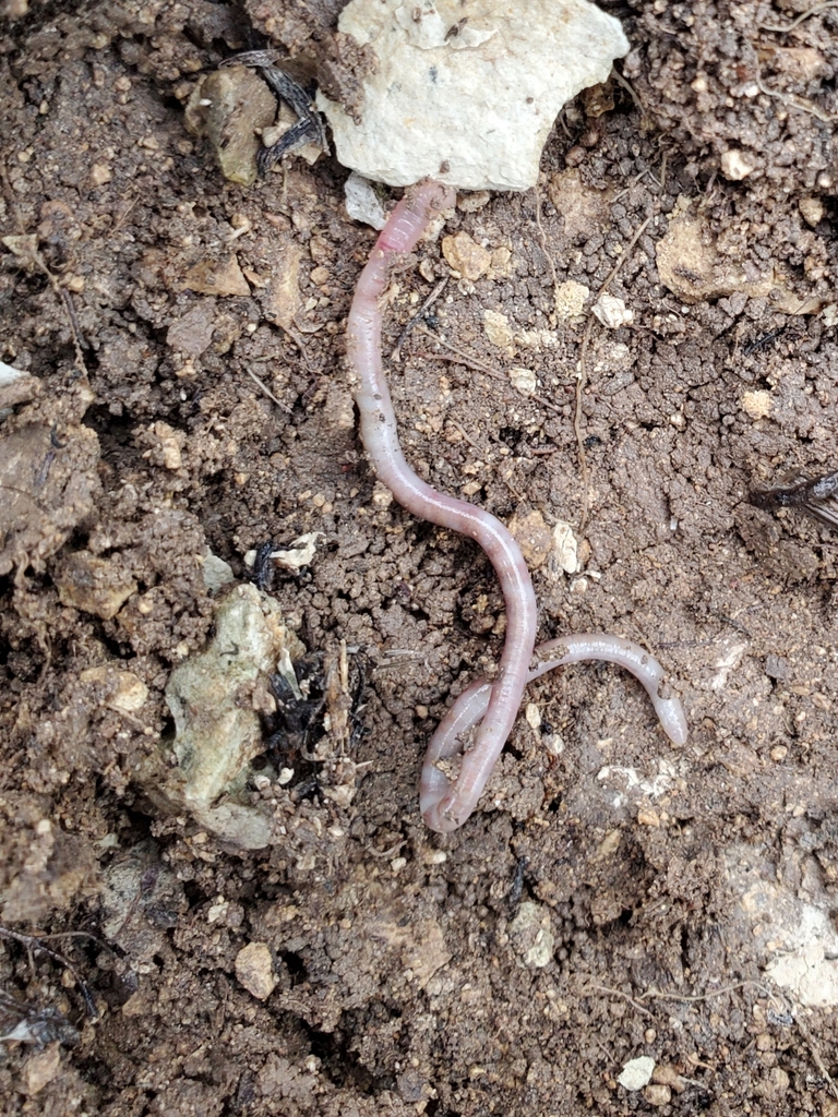 Earthworms from Mother Neff State Park on April 30, 2021 at 09:14 AM by ...