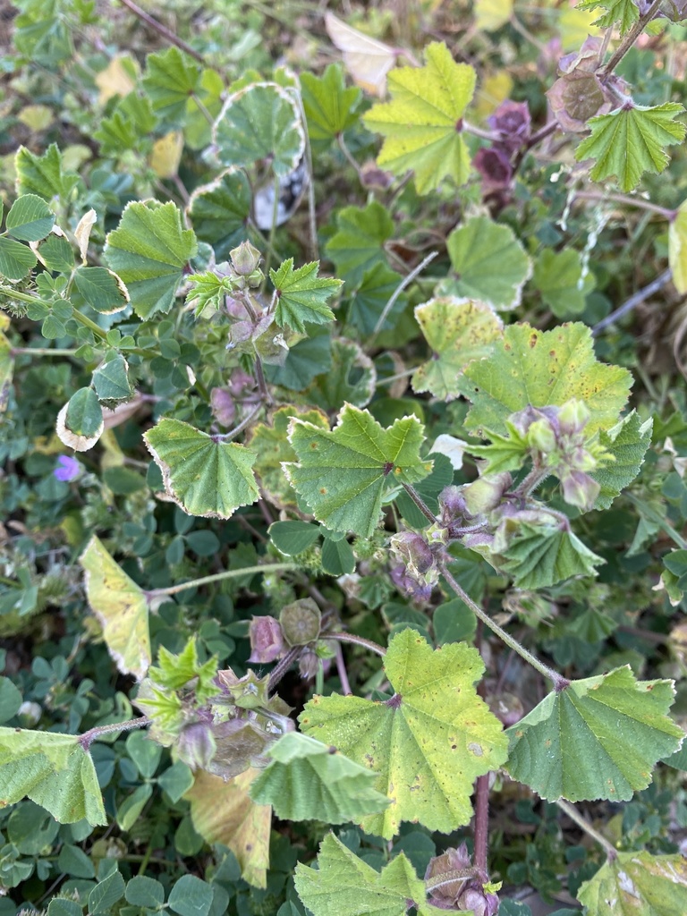 Mallows in April 2021 by Kevin Jauregui · iNaturalist