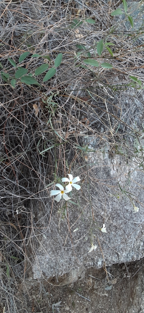 Santa Catalina mountain phlox in April 2021 by Ingrid McCarty · iNaturalist