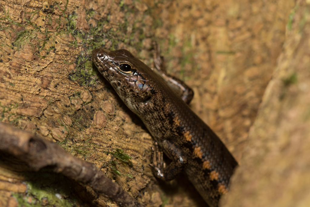 Yellow-blotched Forest Skink from Upper Barron QLD 4883, Australia on ...