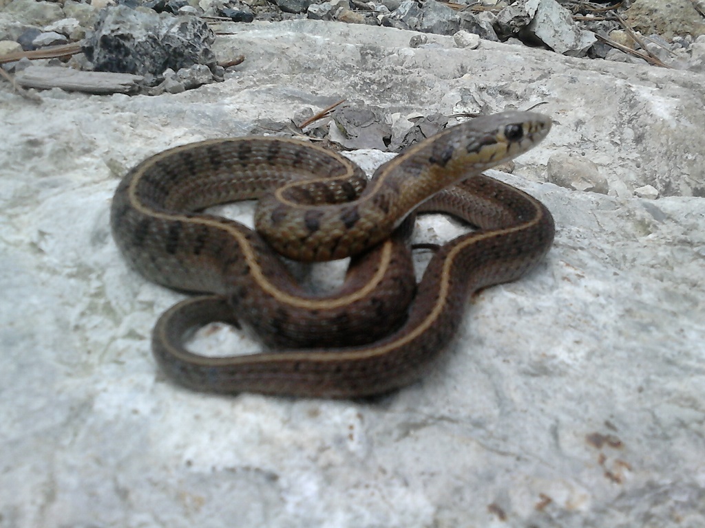 Longtail Alpine Garter Snake from Singuilucan, Hgo., México on ...