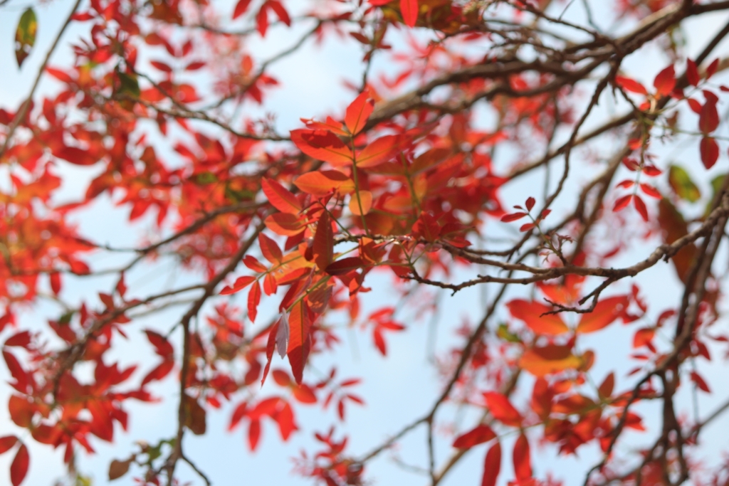 Nikko Maple from Gomarda Wildlife Sanctuary on January 21, 2021 at 10: ...
