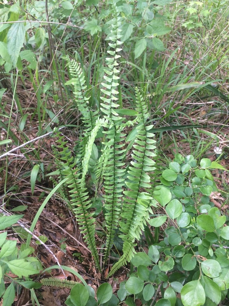 ebony spleenwort in April 2021 by M. A. K. Johnson · iNaturalist