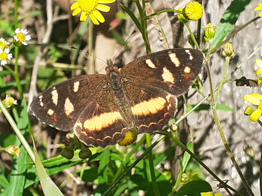 Telenassa berenice from Capital, Salta, Argentina on April 30, 2021 at ...