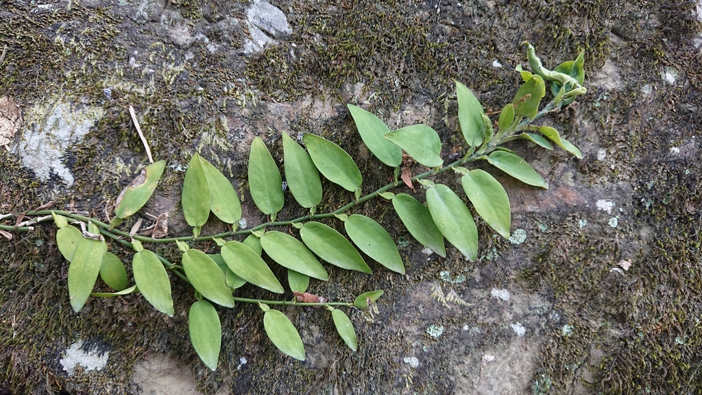 Chinese Pothos from 604台灣嘉義縣竹崎鄉仁壽村 on April 30, 2021 at 03:53 PM by 周明煌 ...
