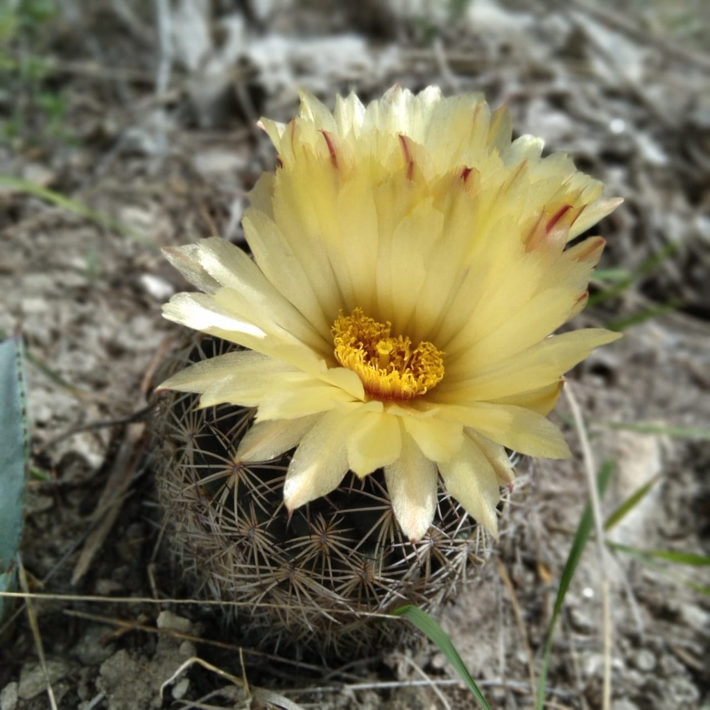 Coryphantha retusa in August 2020 by Luz Areli Hernández Salazar ...