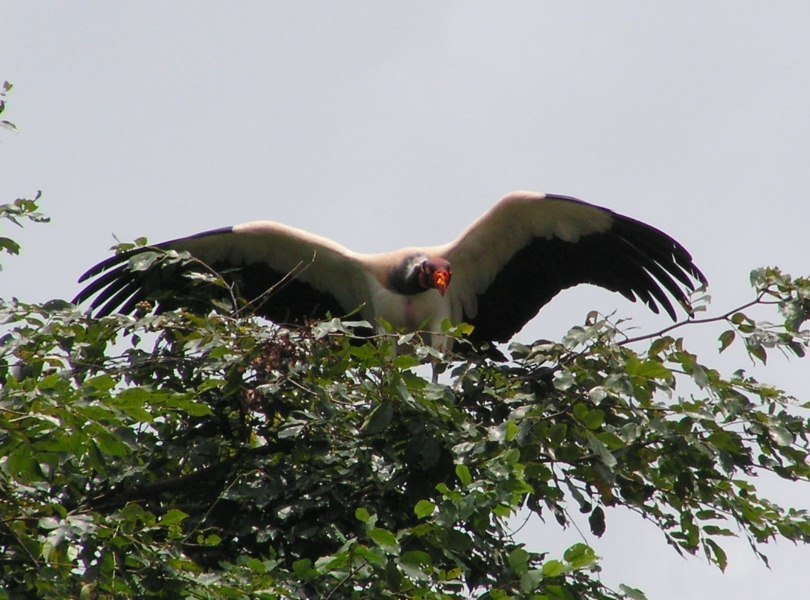 King Vulture from Jesús María Semprún, 5068, Zulia, Venezuela on March ...