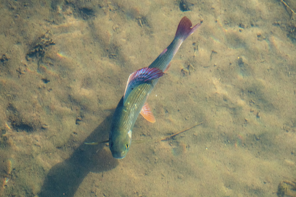European Grayling from Ružomberok, Žilinský, Slovakia on April 28, 2021 ...
