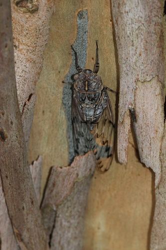 Observations by jonathan_pugh · iNaturalist