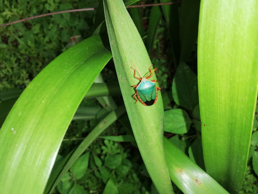 Red-bordered Stink Bug from El Roble, Panamá on June 25, 2020 at 11:10 ...