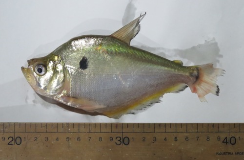 Dientudo Jorobado (Roeboides microlepis) · iNaturalist Panamá