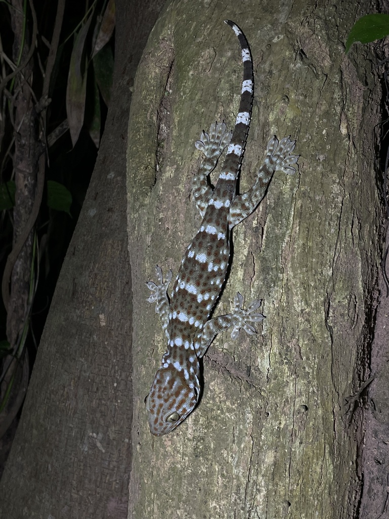 Tokay Gecko in April 2021 by Yuehua Pu · iNaturalist