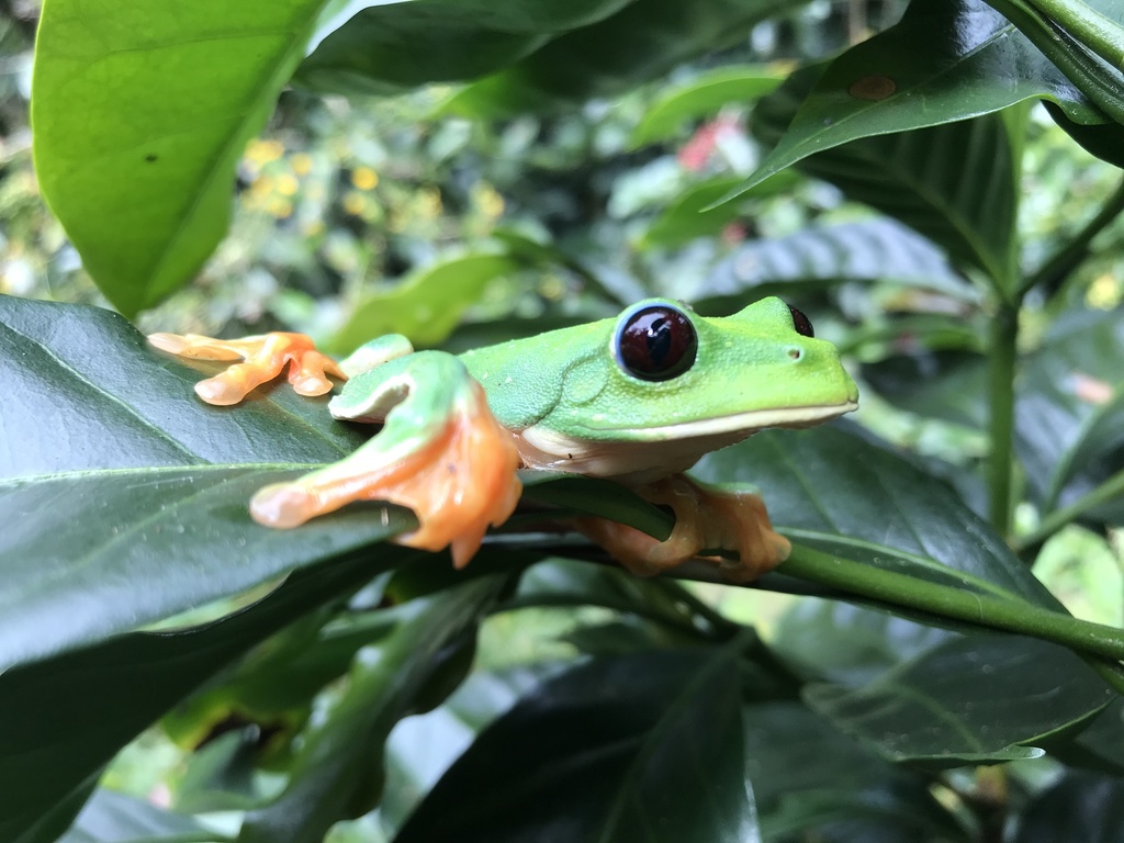 Black-eyed Tree Frog from San Marcos, Ocotepeque, HN on January 15 ...