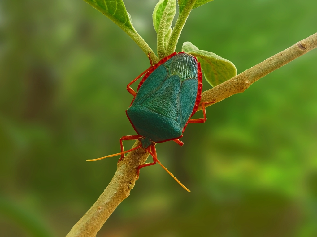 Red-bordered Stink Bug from Managua, Nicaragua on April 28, 2021 at 10: ...