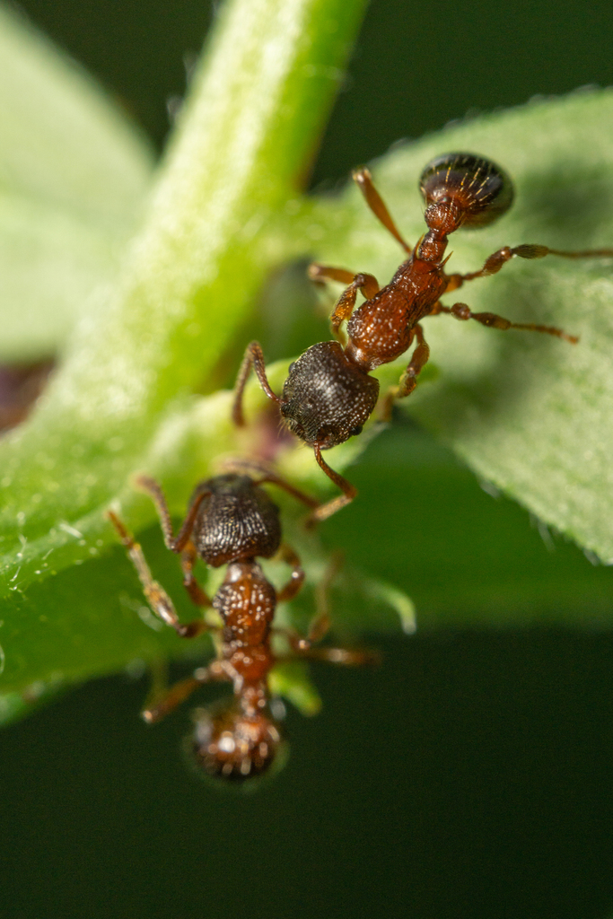 Furrowed Ants from Capital, BC, Canada on April 30, 2021 at 05:53 PM by ...