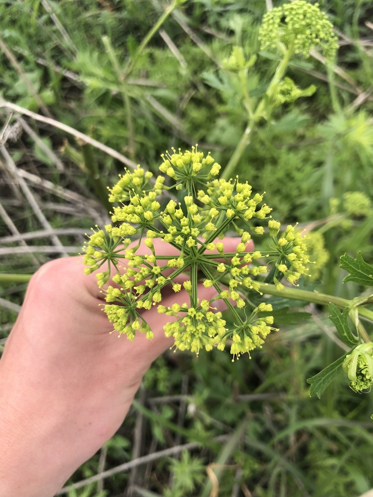 Texas Prairie Parsley from Lewisville, TX, US on April 30, 2021 at 10: ...