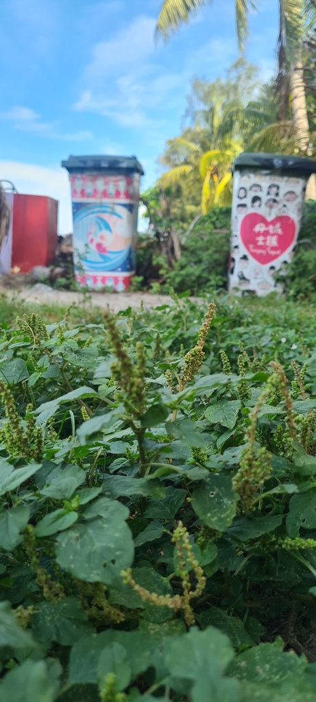 green callaloo amaranth in May 2021 by Bee Lynda · iNaturalist