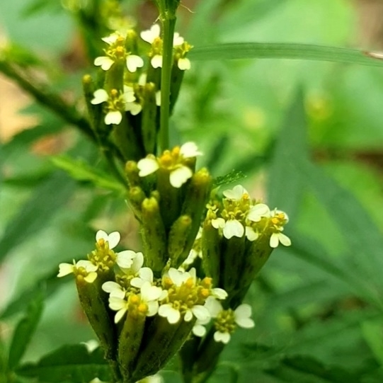 wild marigold in April 2021 by Wendy Gollan · iNaturalist