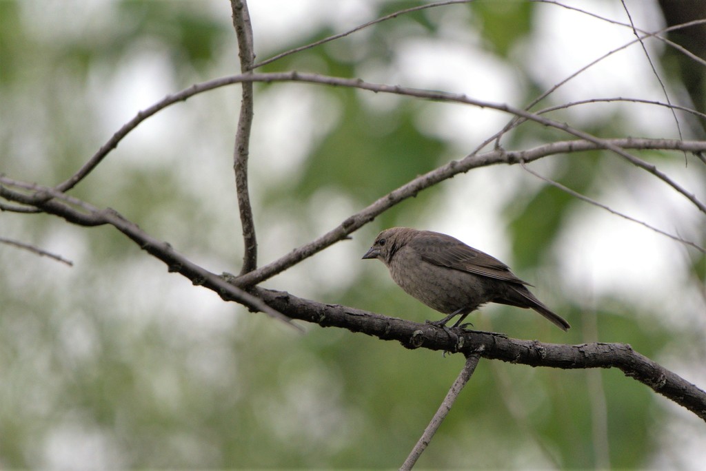 Brown-headed Cowbird from Colleyville, TX 76034, USA on April 30, 2021 ...