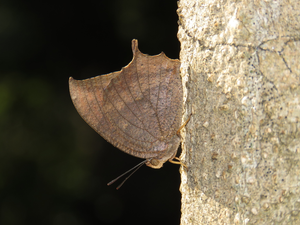 Tropical Leafwing from Juticalpa, Honduras on October 10, 2020 at 03:38 ...