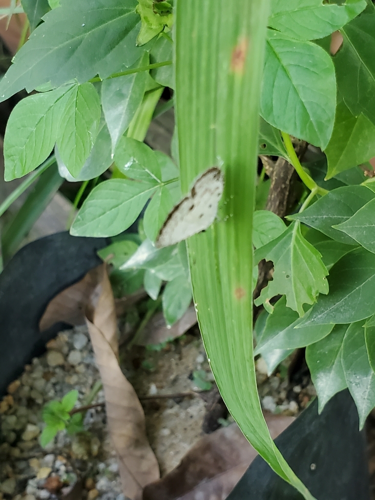 Malayan from Mutiara Magna ROLPOP5 Community Garden on May 01, 2021 at ...