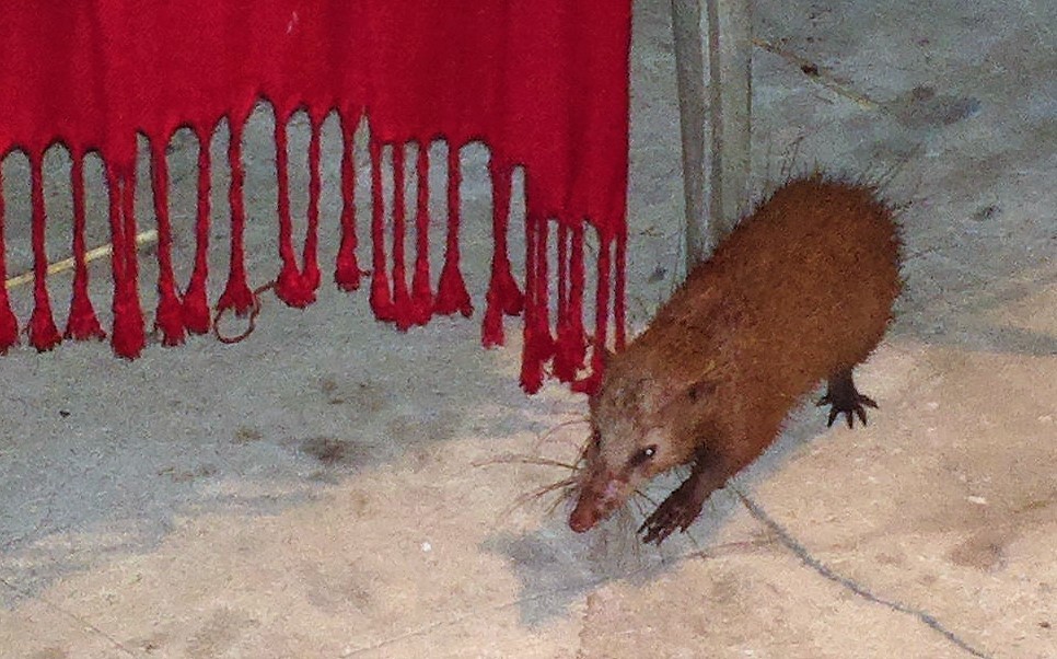 Tailless Tenrec from Bois des Amourettes, Mauritius on December 11 ...