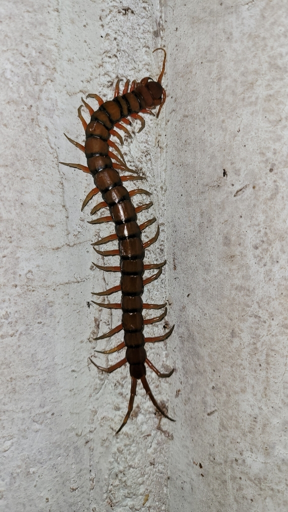 Pacific Giant Centipede from Kuala Selangor, MY-SL, MY on May 01, 2021 ...