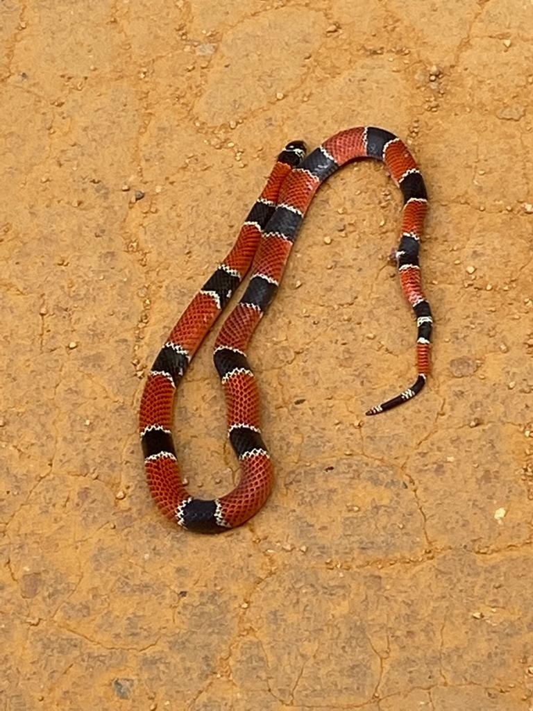 Aesculapian False Coral Snake from Dionísio, MG, BR on April 29, 2021 ...