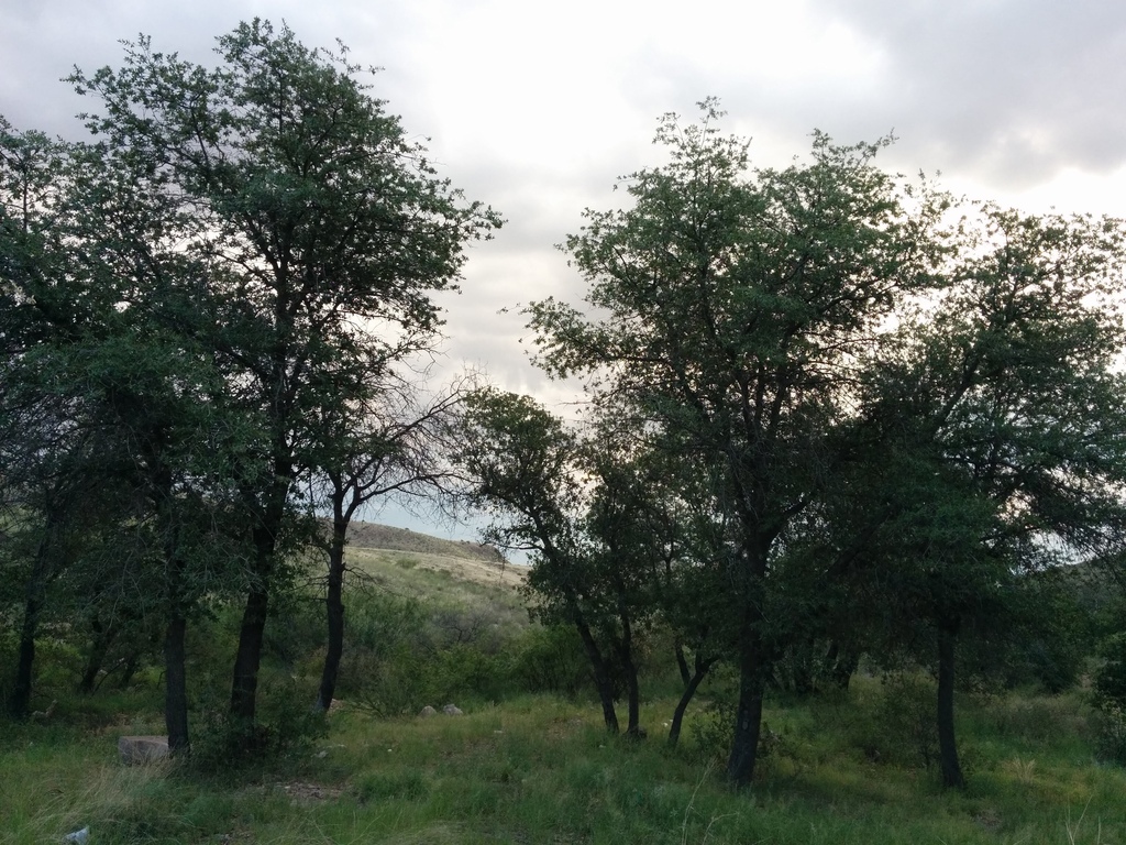 FOTOGRAFÍA | Bosques Templados | Page 288 | SkyscraperCity Forum