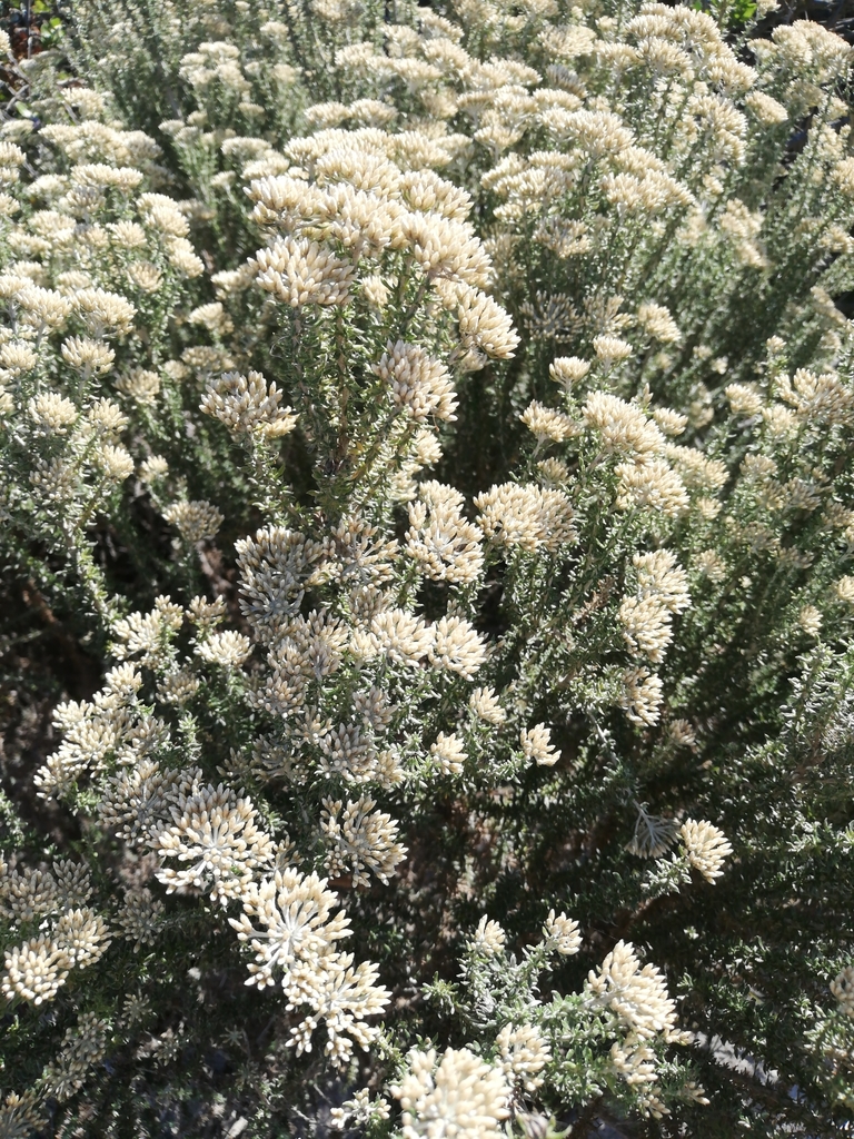 White bristle bush from Pelikan Park, Cape Town, 7941, South Africa on ...