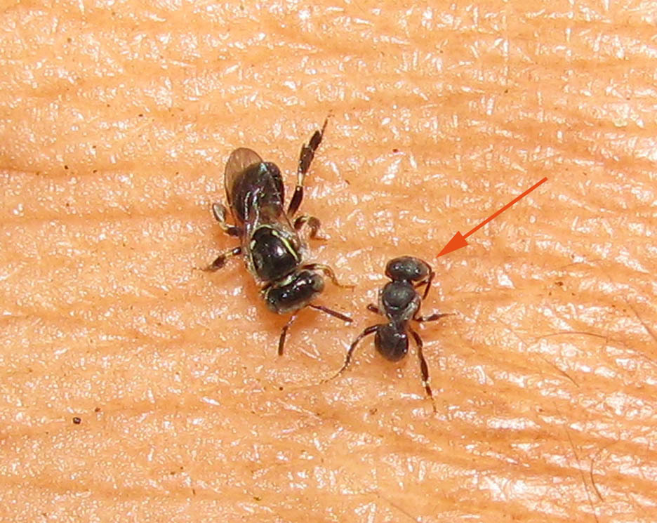 Trigonisca pipioli from Calakmul, Campeche on April 12, 2016 at 01:49 ...