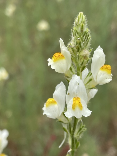 Complex Linaria multicaulis · iNaturalist